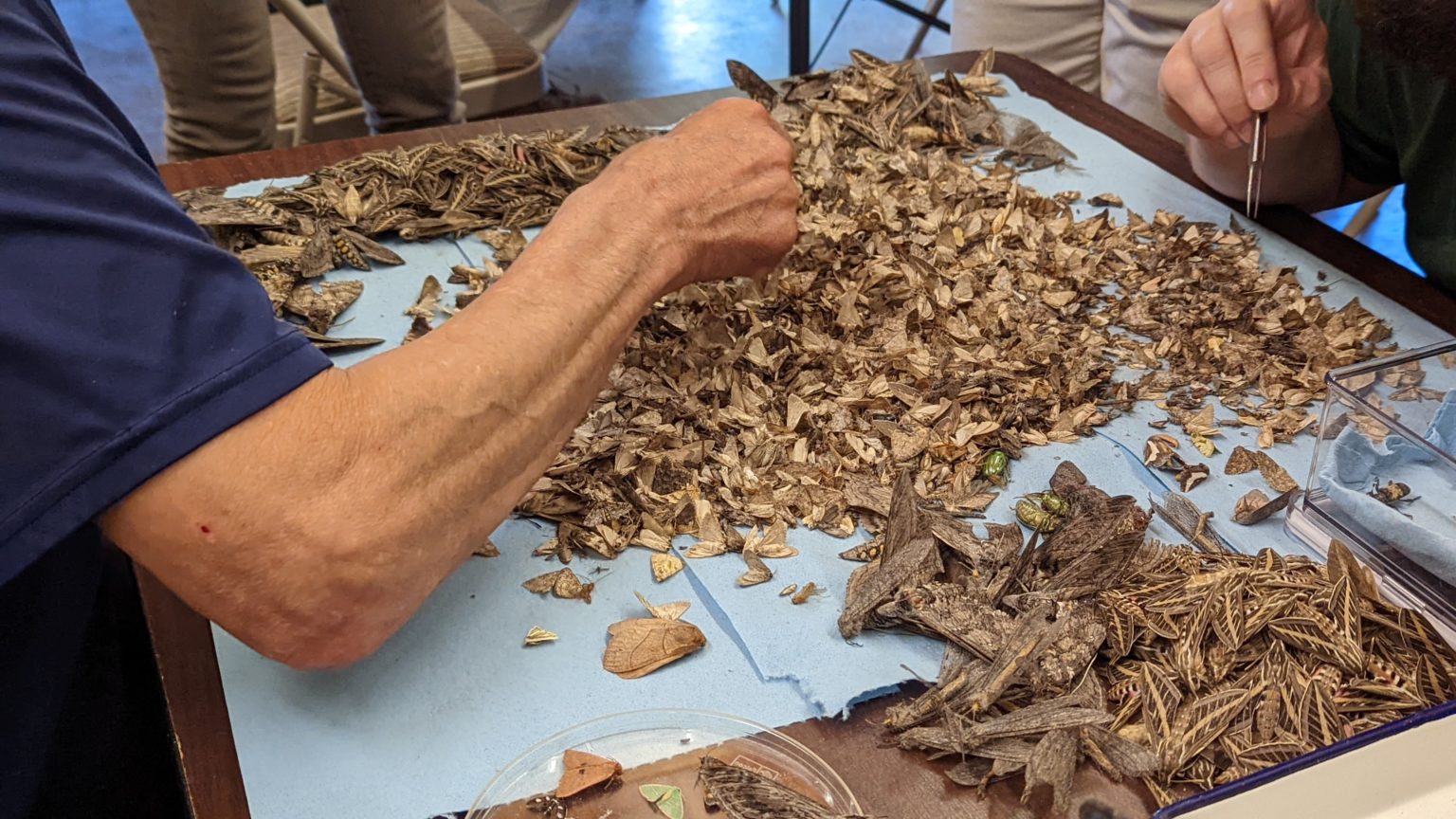 Two Perspectives on Attending a Course on Moths and Butterflies in the ...