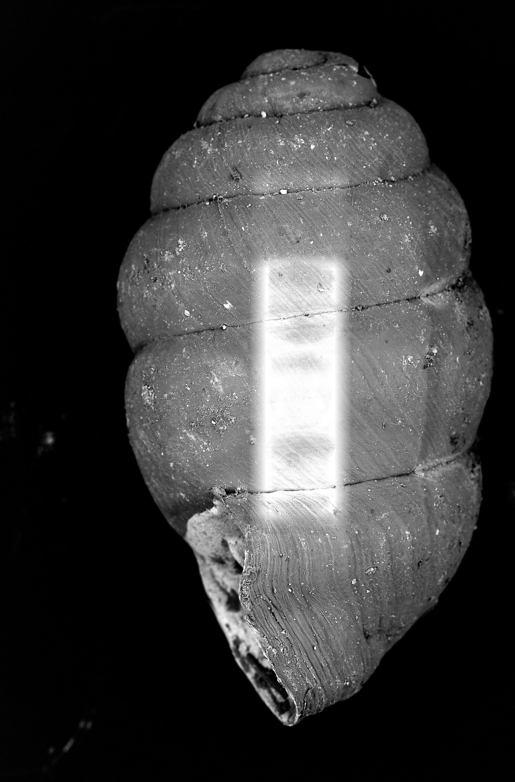 Vertigo alabamensis