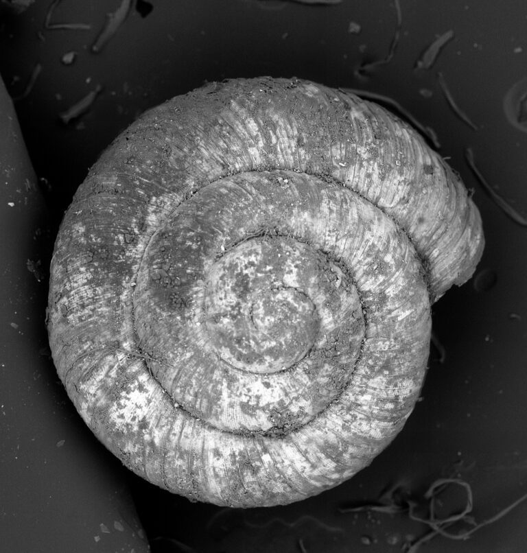 Punctum vitreum