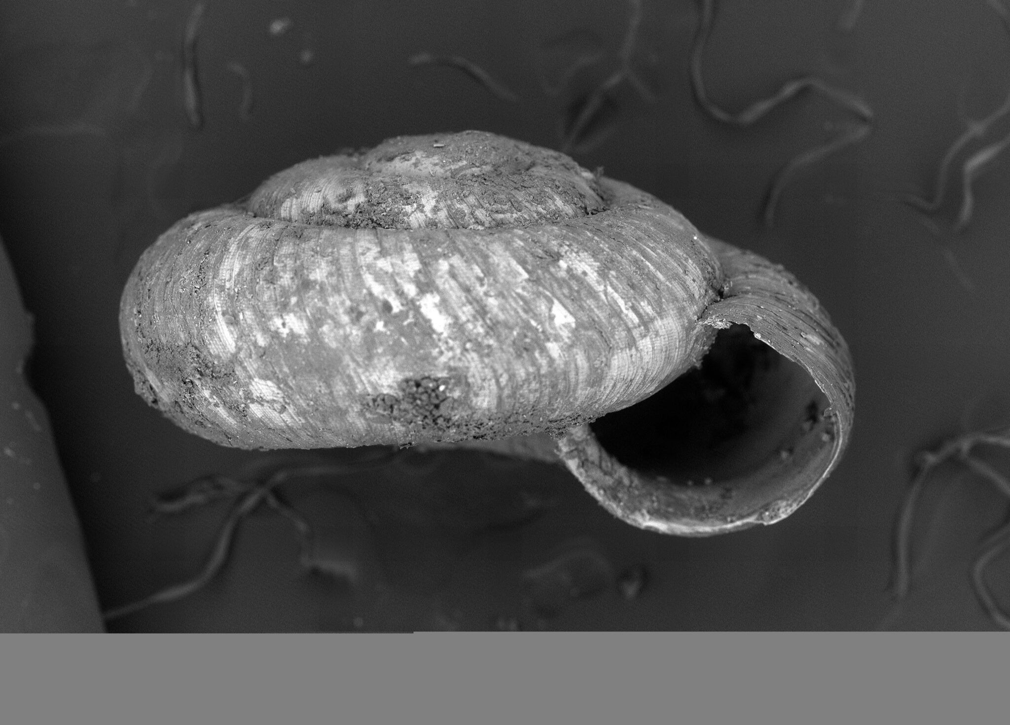 Punctum vitreum