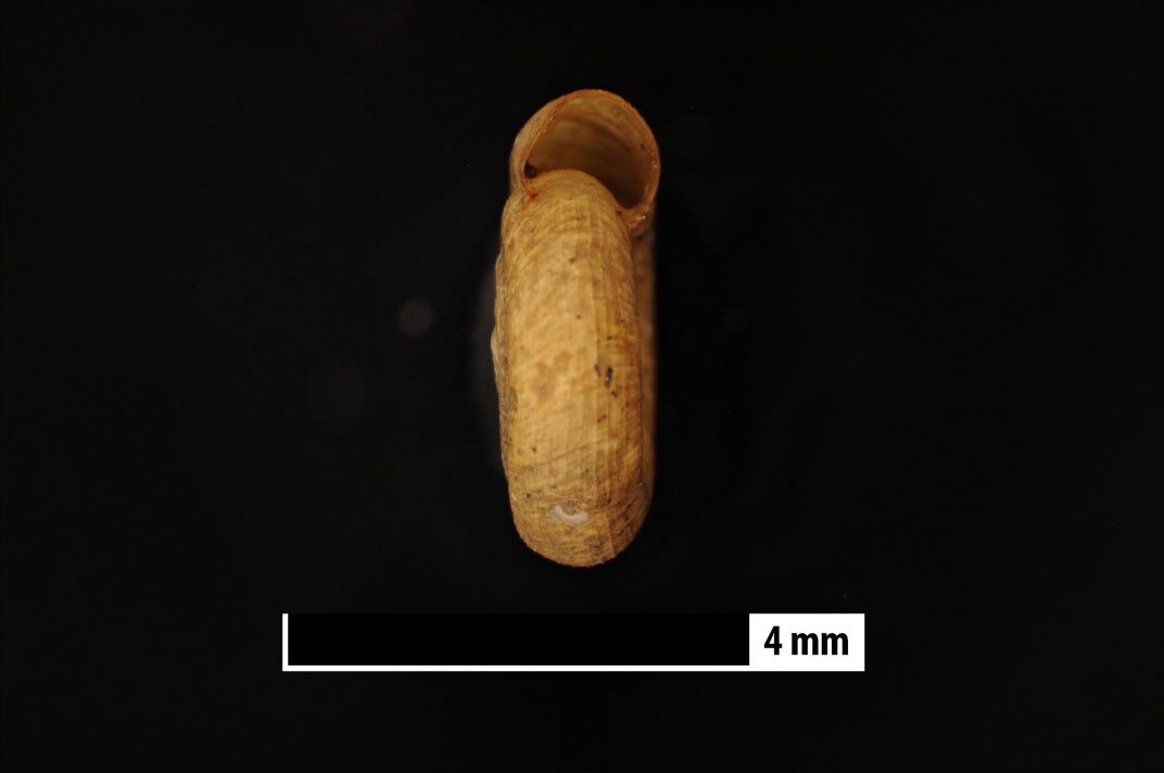 Helicodiscus triodus