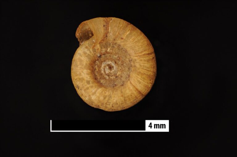 Helicodiscus triodus
