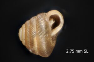 Strobilops affinis