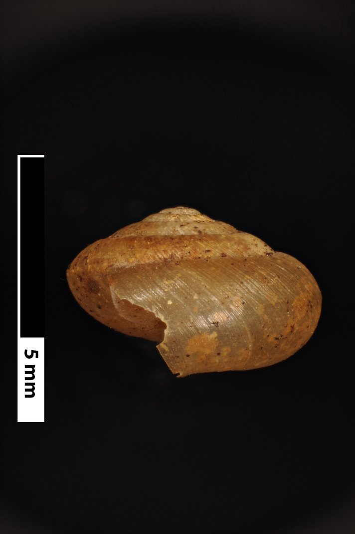 Ventridens intertextus