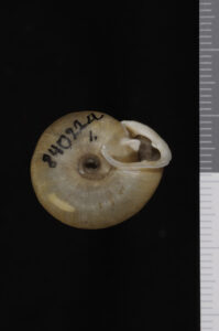 Triodopsis tennesseensis