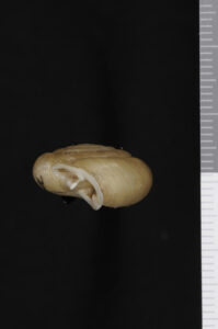 Triodopsis tennesseensis