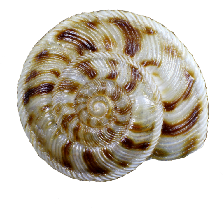 Anguispira stihleri