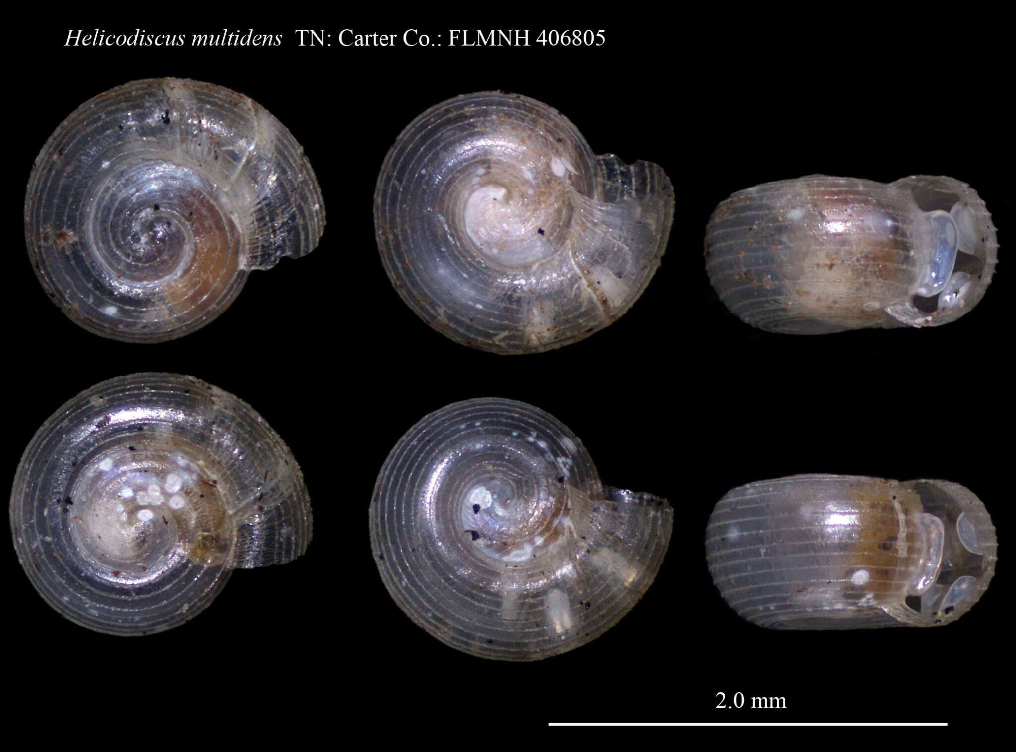 Helicodiscus multidens