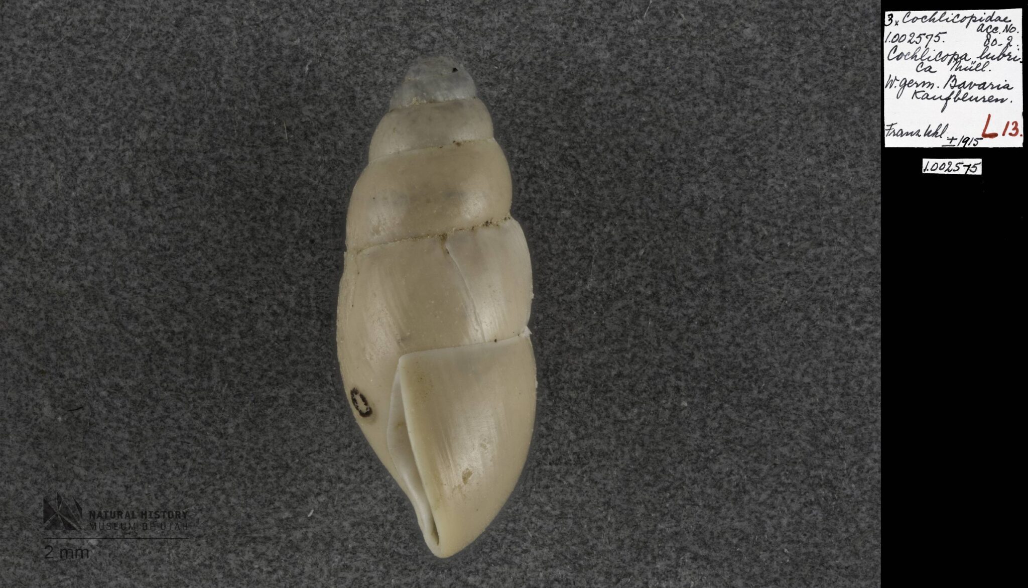 Cochlicopa lubrica