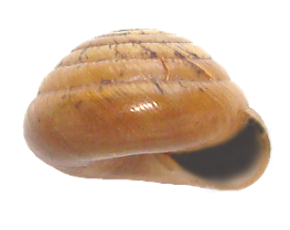 Ventridens theloides