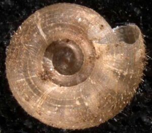 Helicodiscus diadema