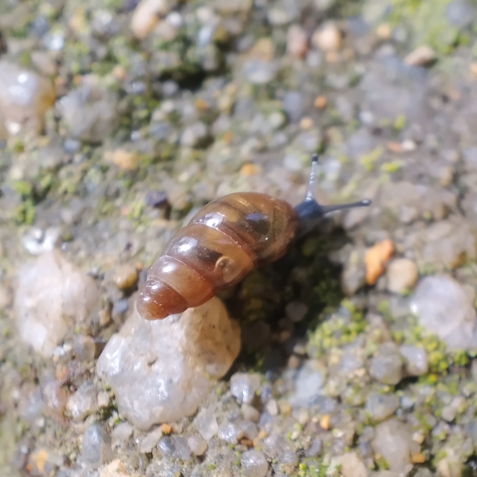 Cochlicopa lubricella