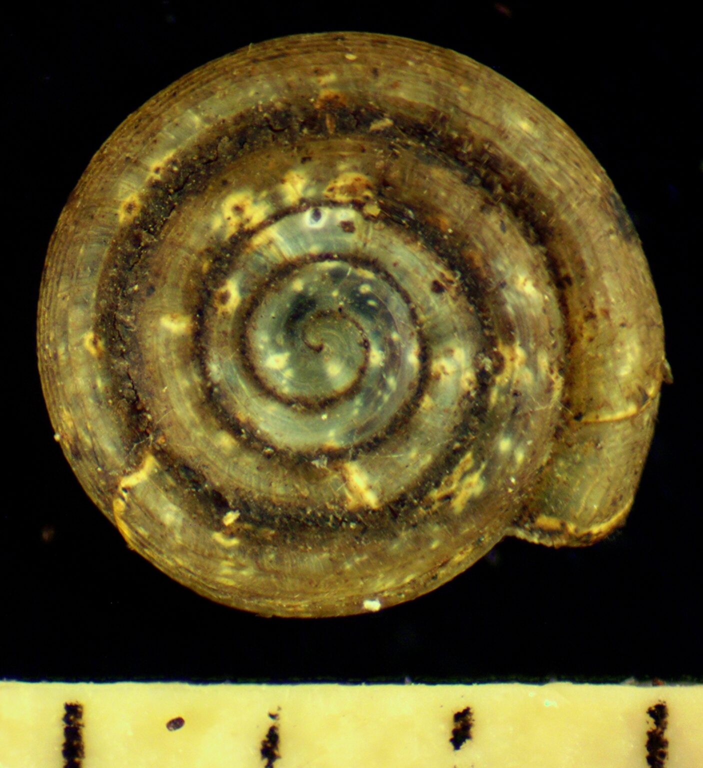 Helicodiscus parallelus