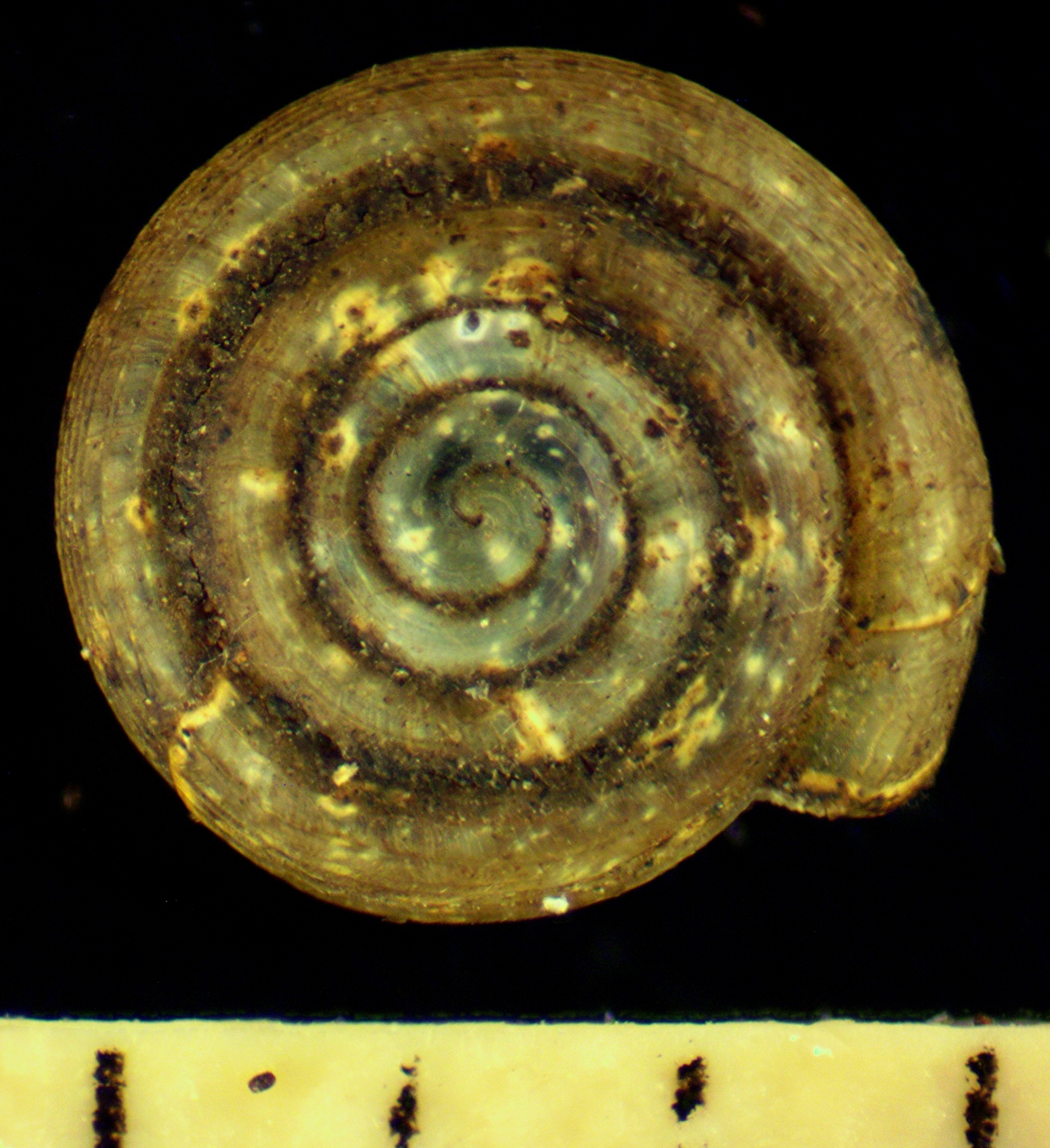 Helicodiscus parallelus