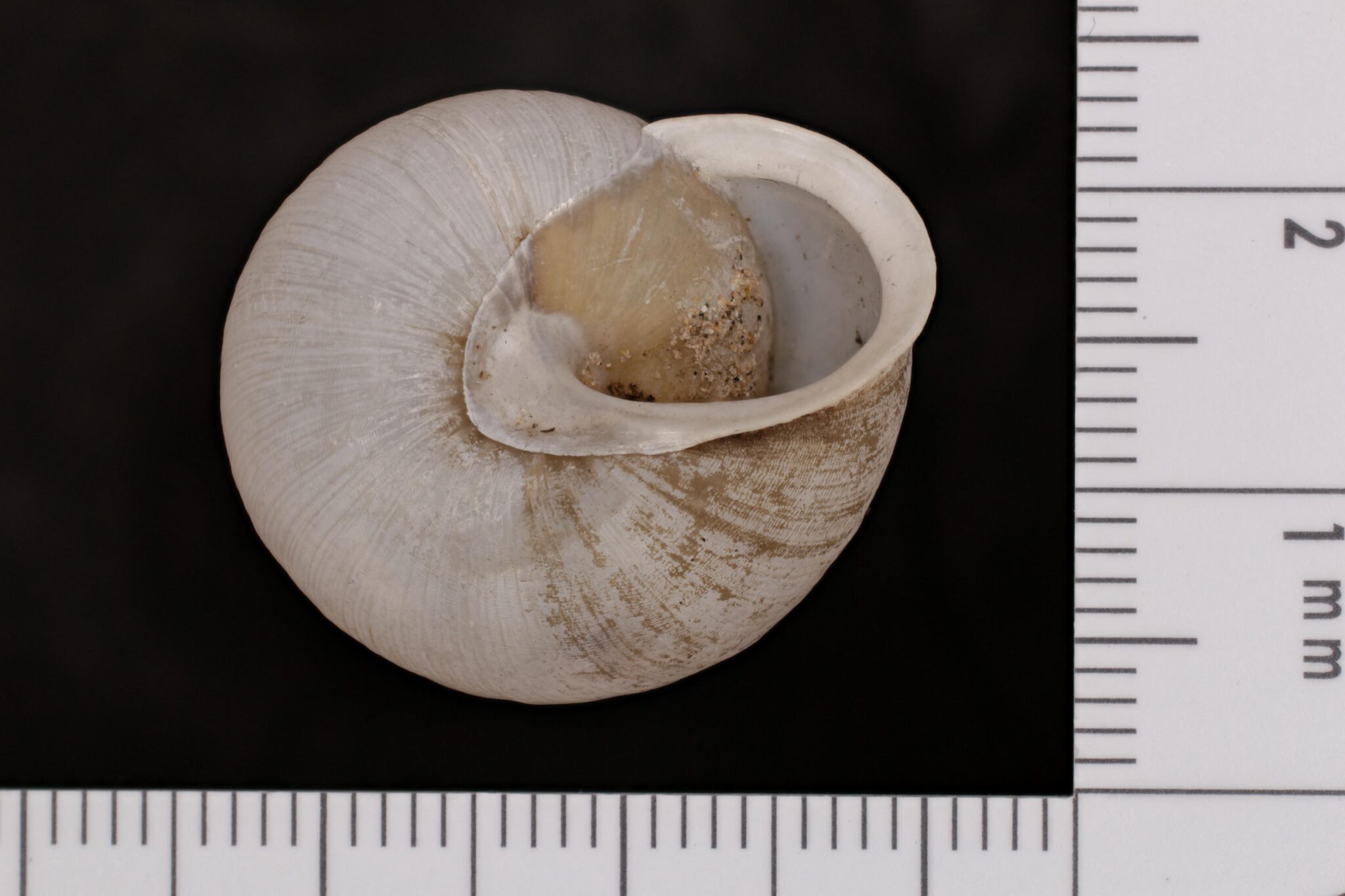 Neohelix albolabris