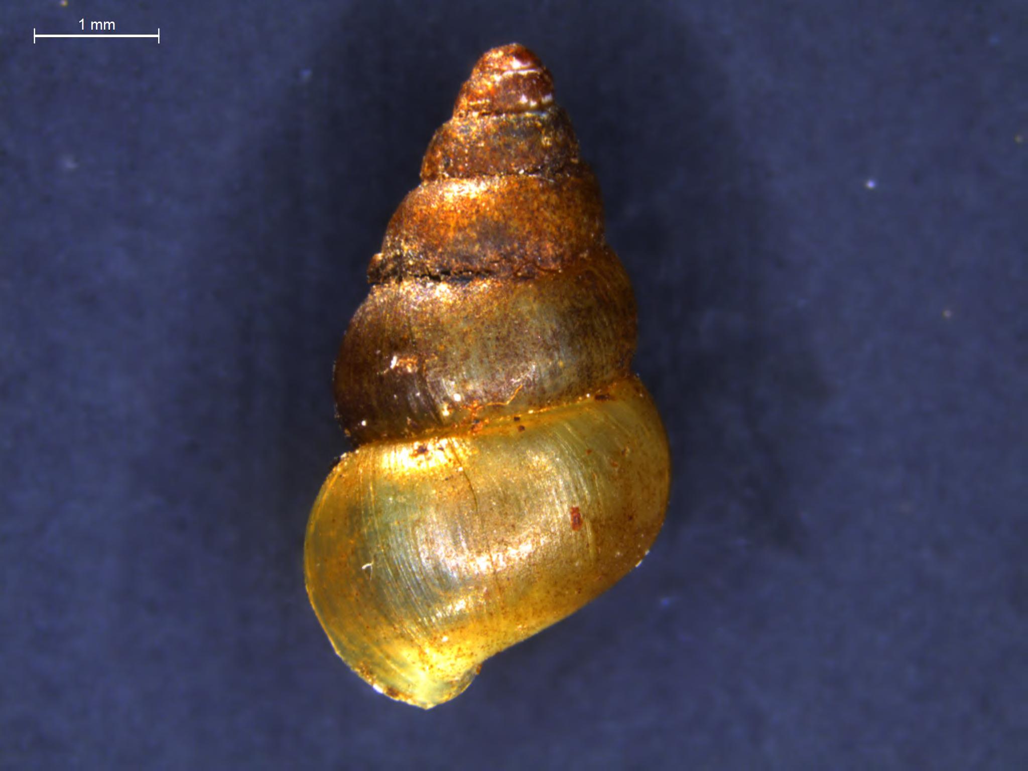 Pomatiopsis lapidaria