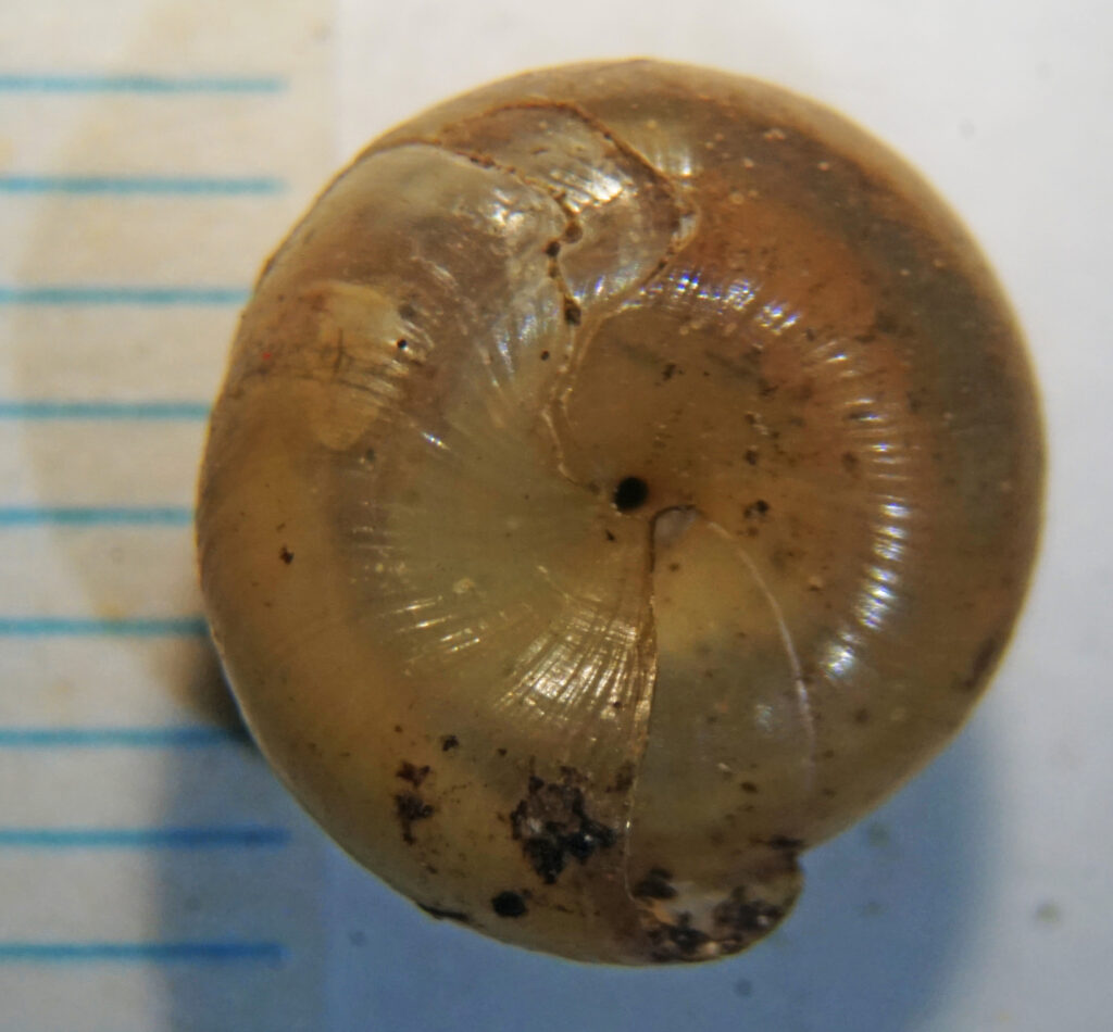 Ventridens collisella