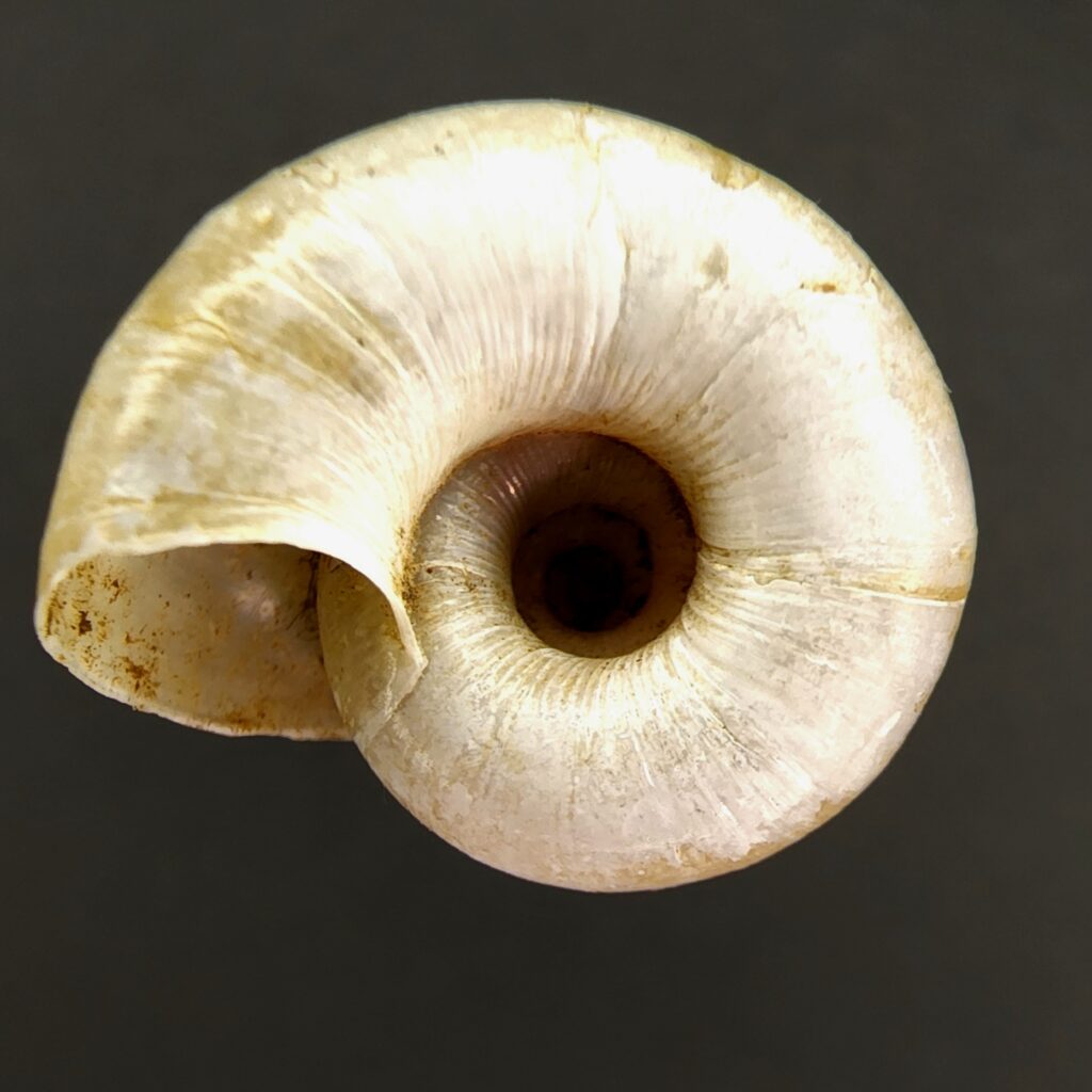 Haplotrema concavum