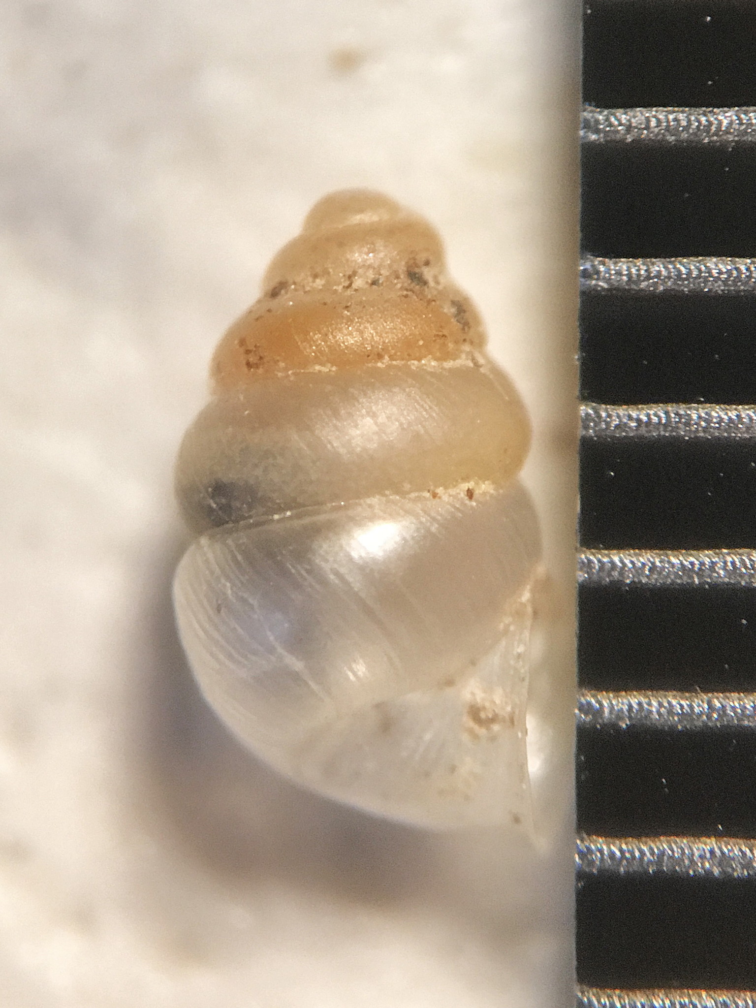 Gastrocopta contracta