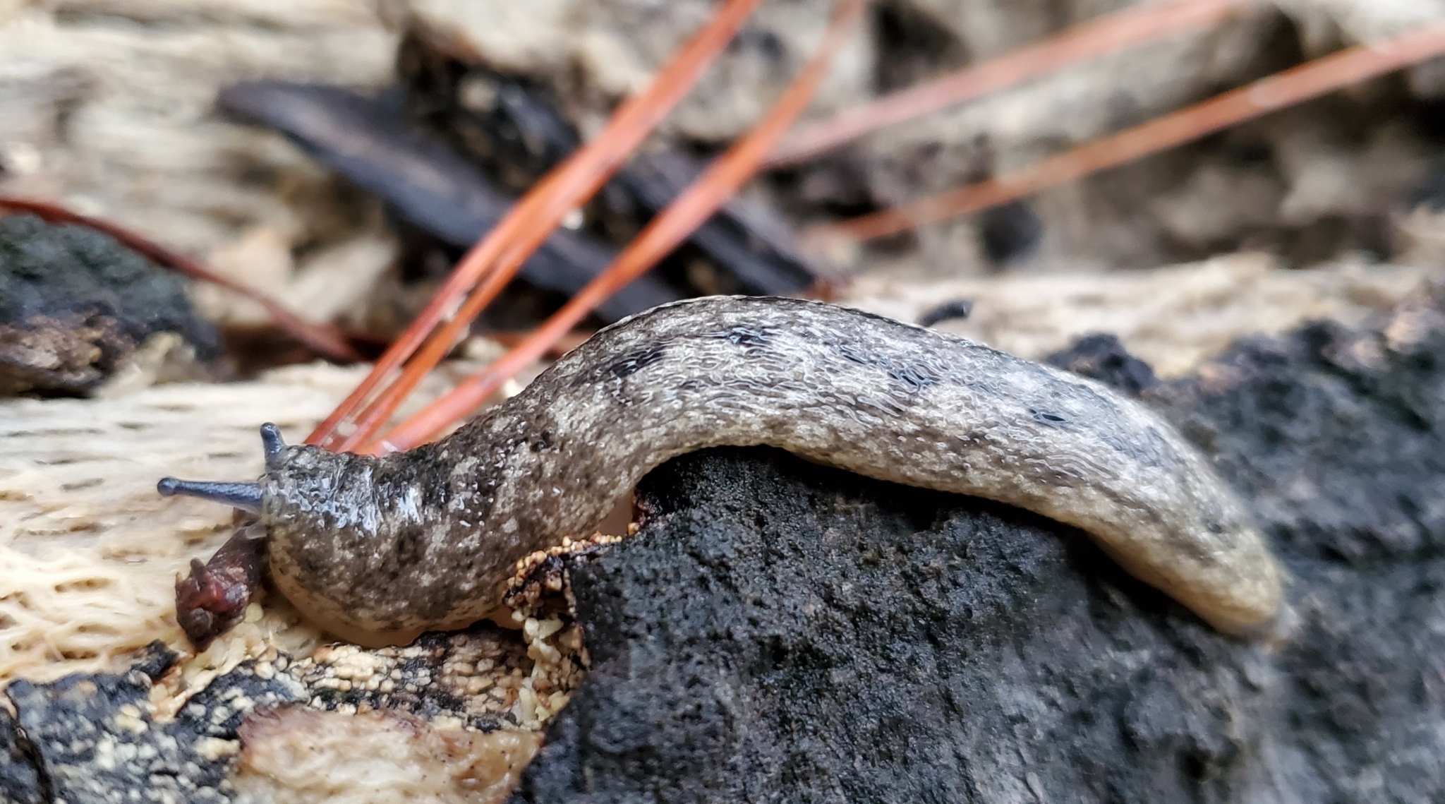 Philomycus carolinianus