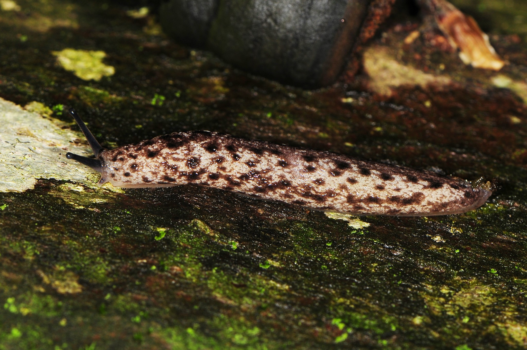 Philomycus venustus