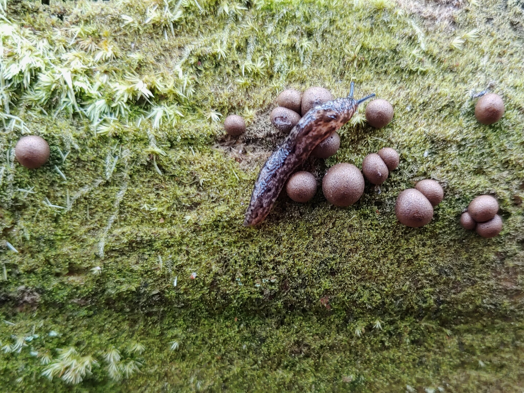 Philomycus togatus