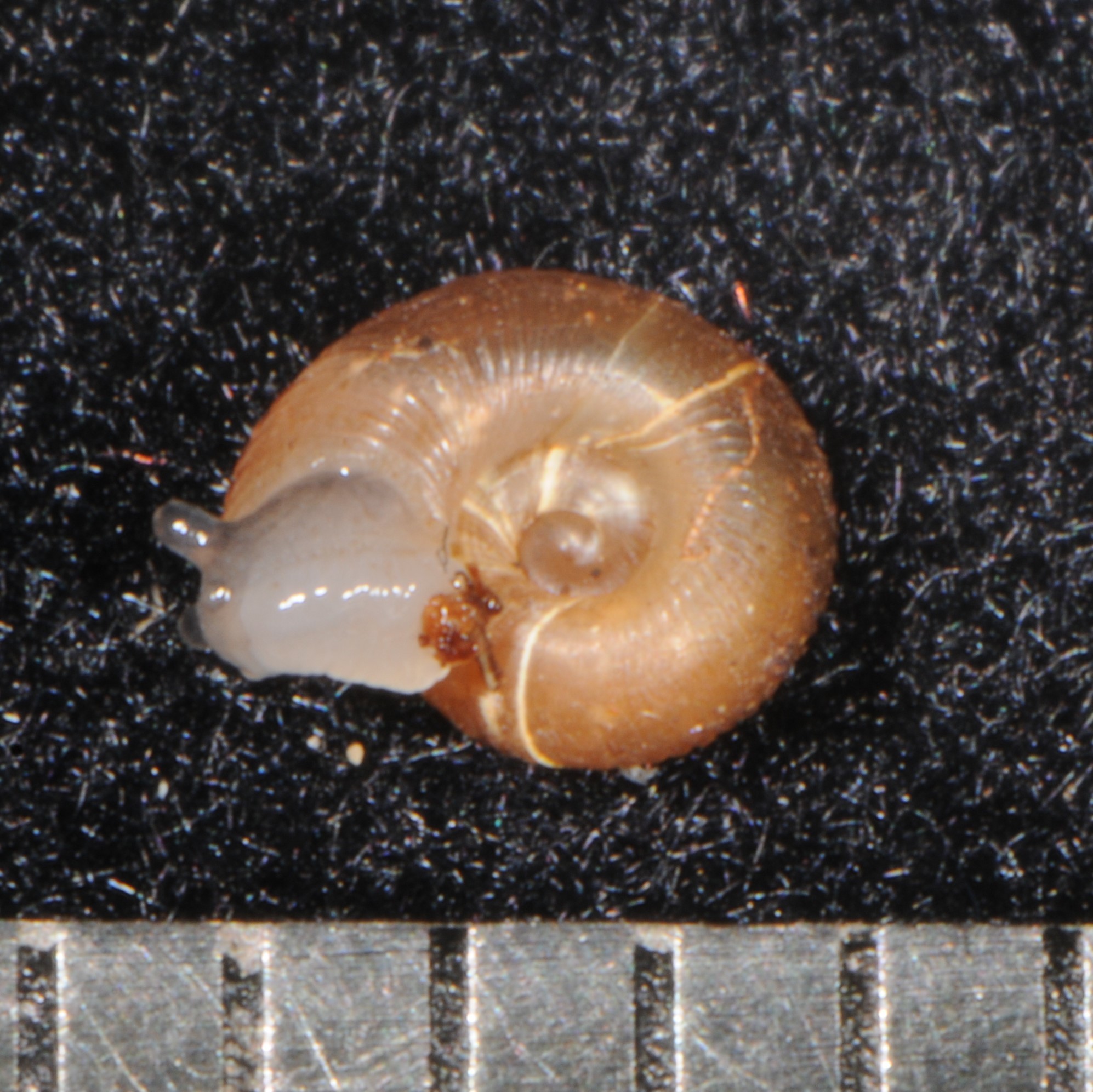 Discus catskillensis