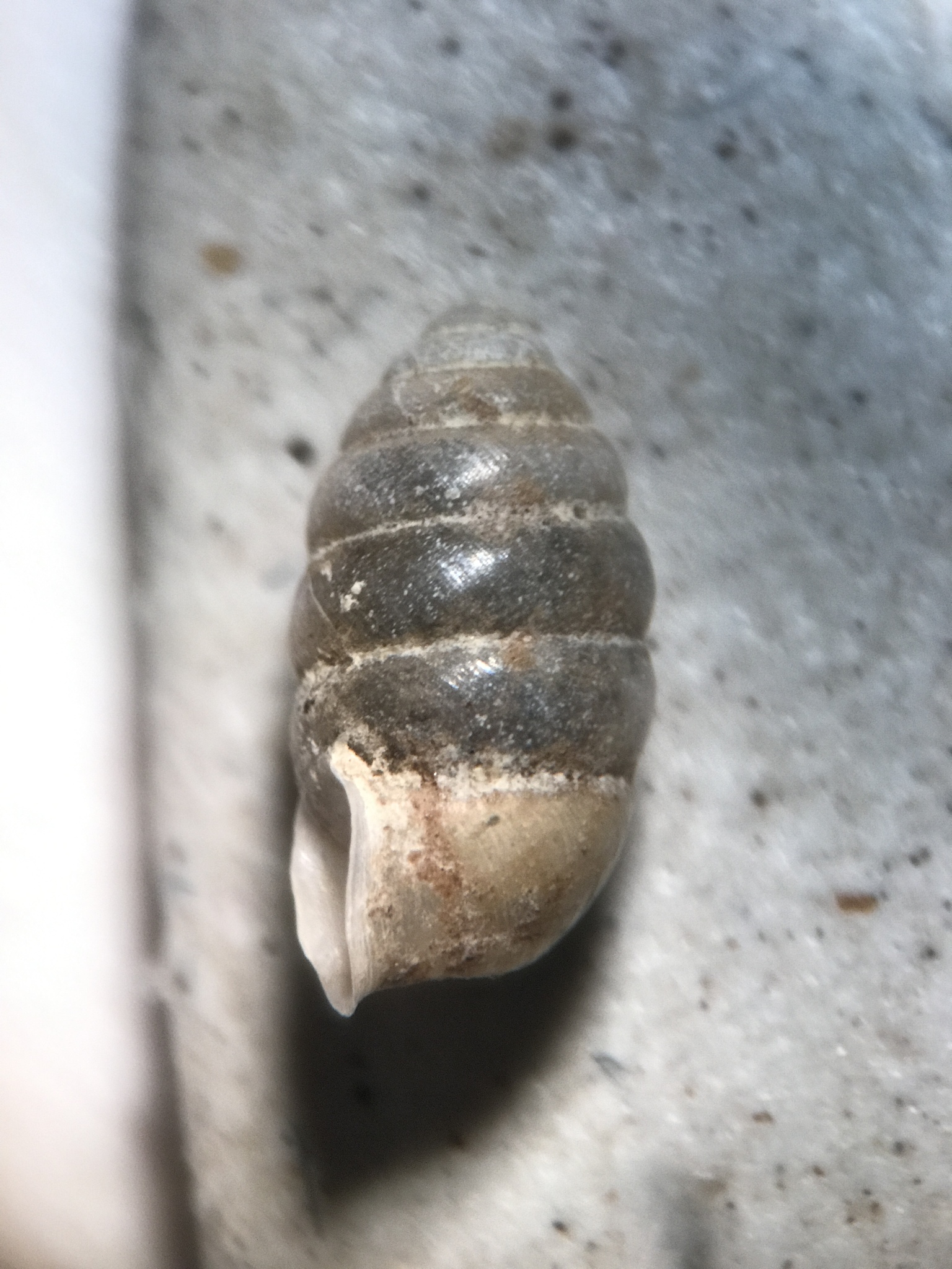 Gastrocopta armifera