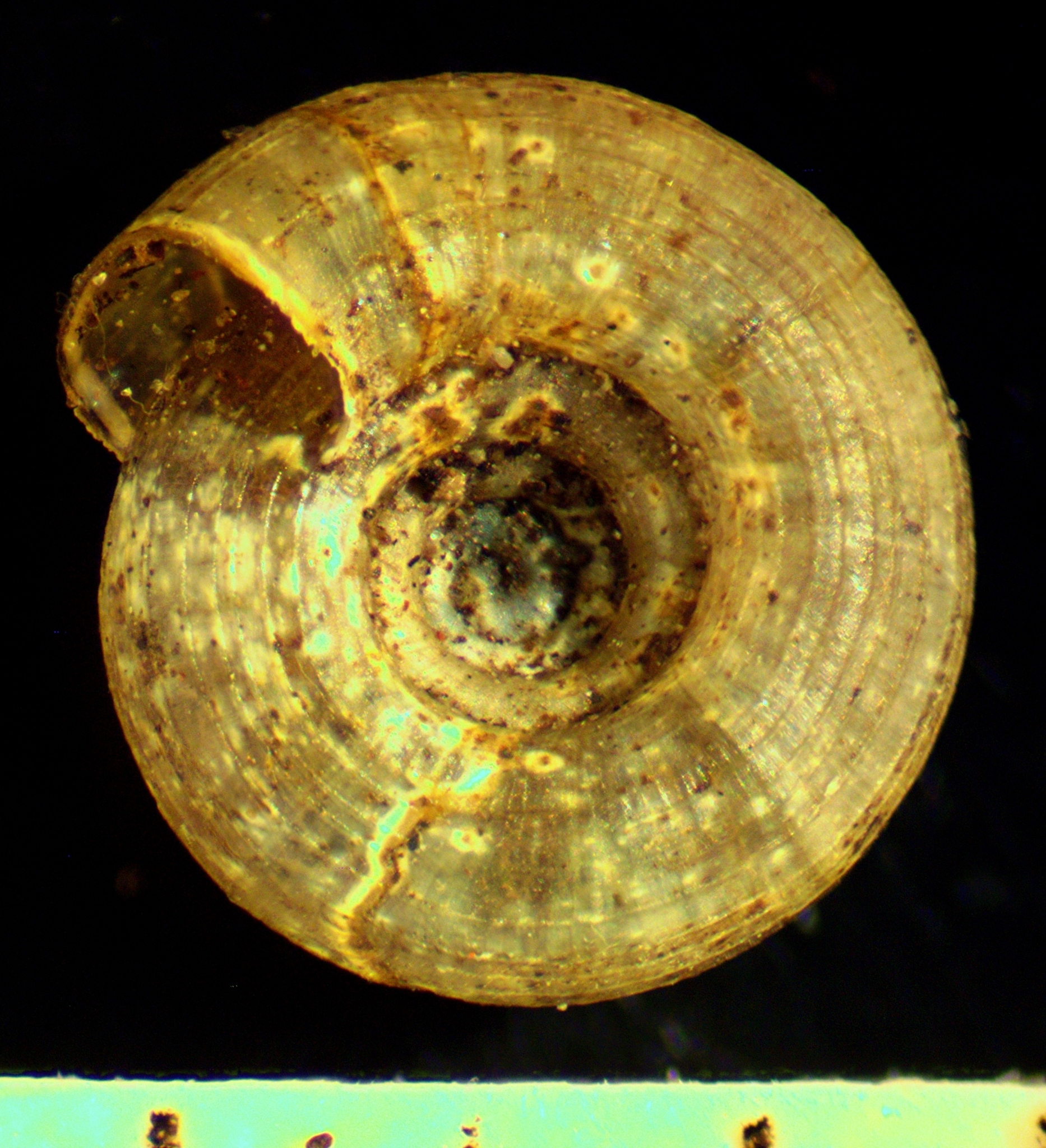 Helicodiscus parallelus