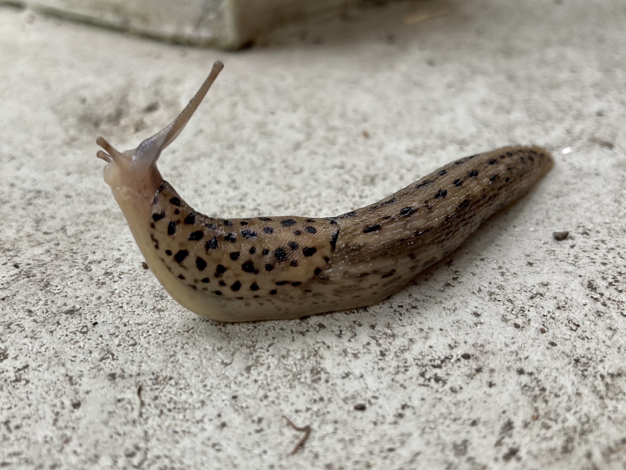 Limax maximus