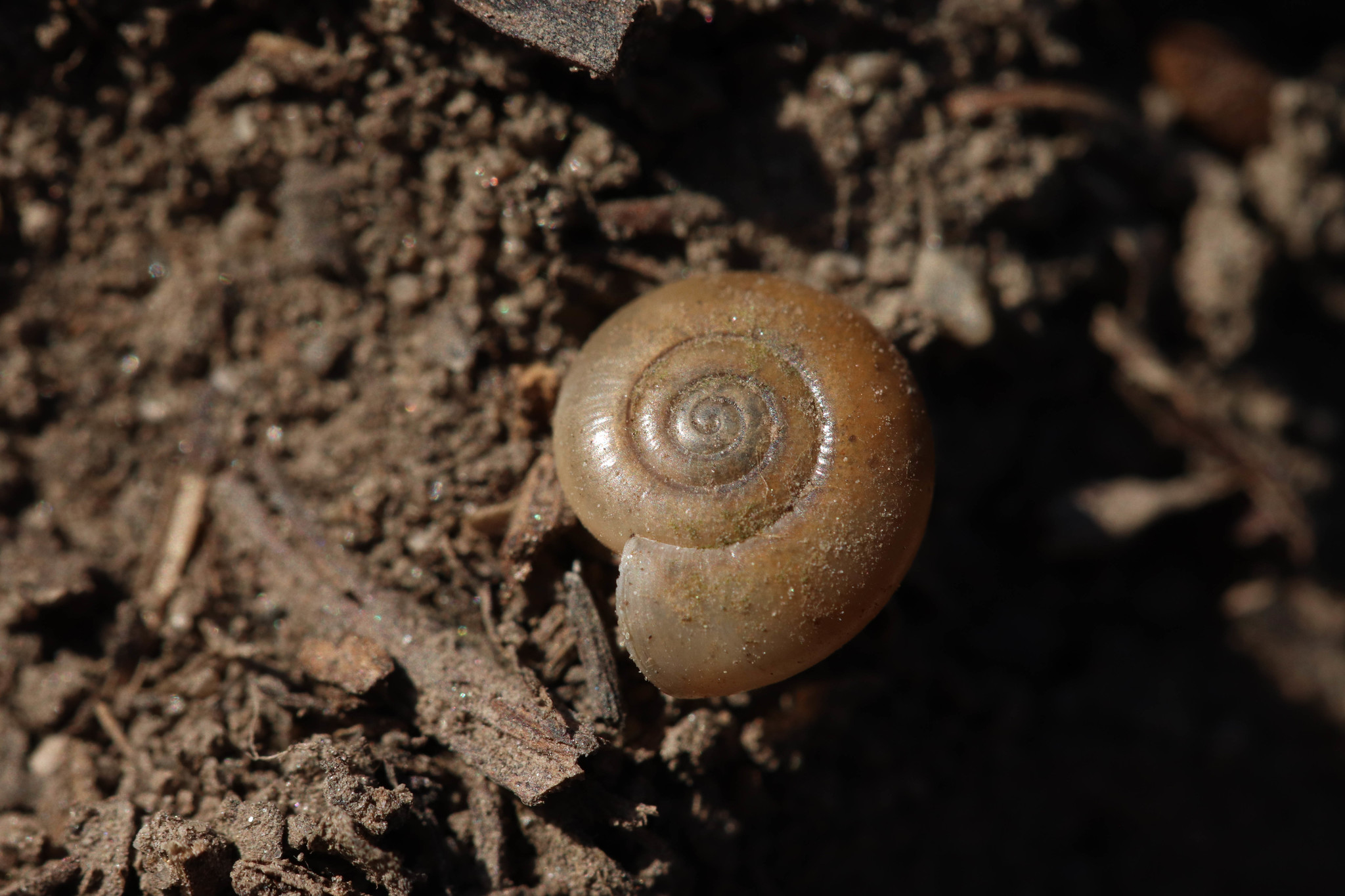 Oxychilus draparnaudi