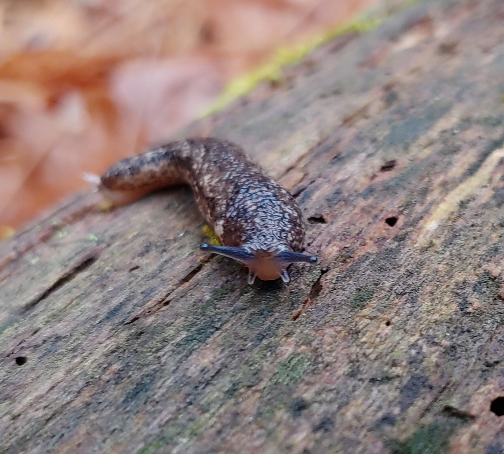 Philomycus togatus