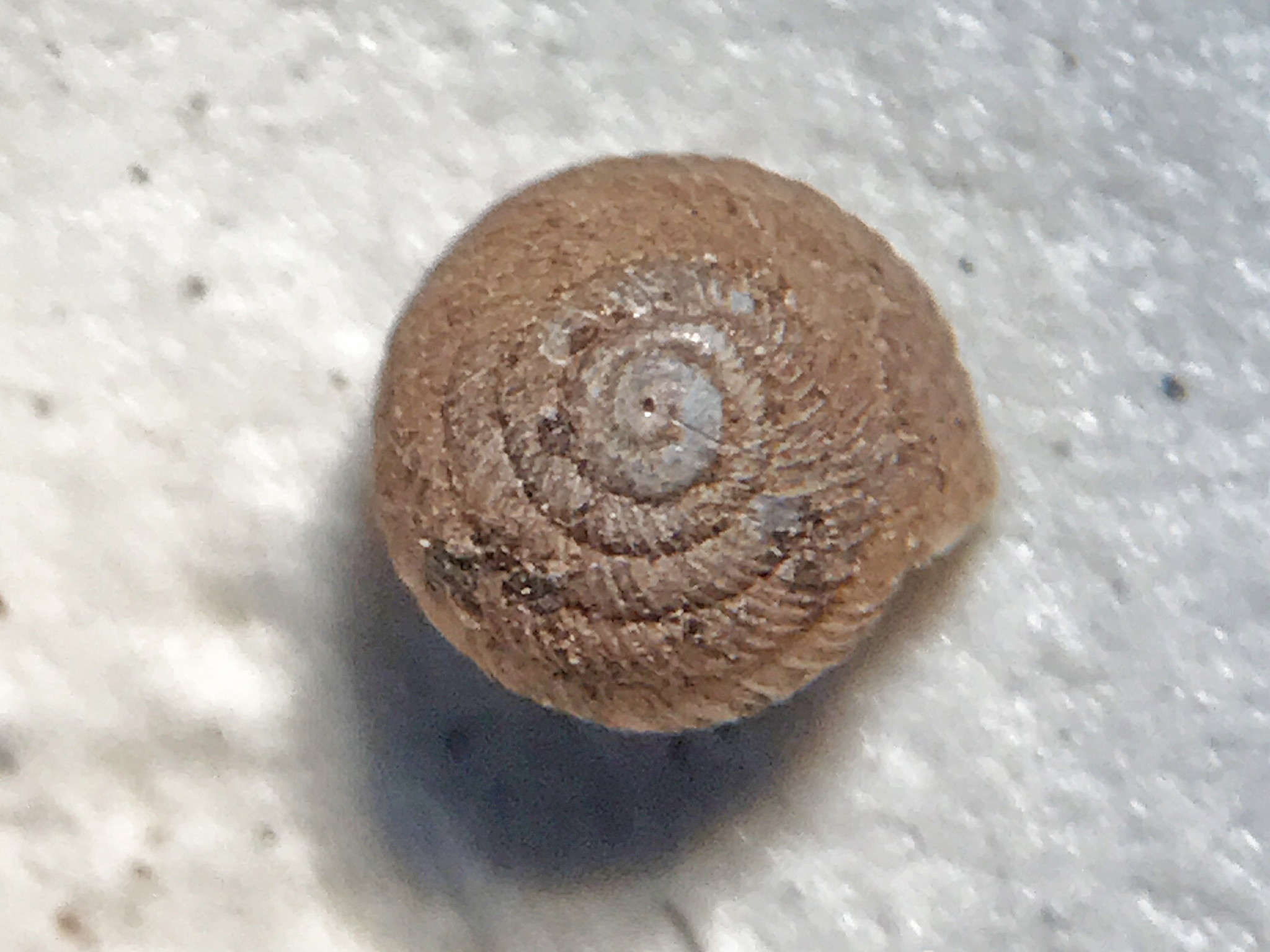 Strobilops labyrinthicus