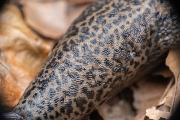 Limax maximus