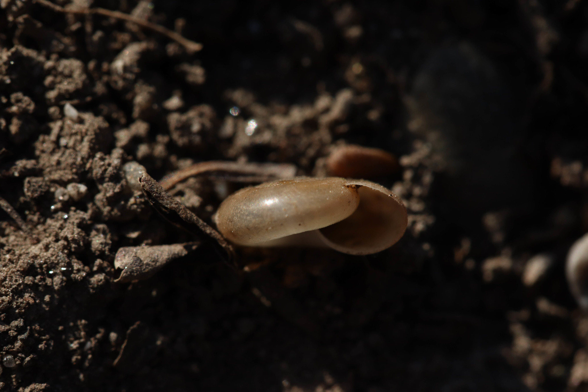 Oxychilus draparnaudi