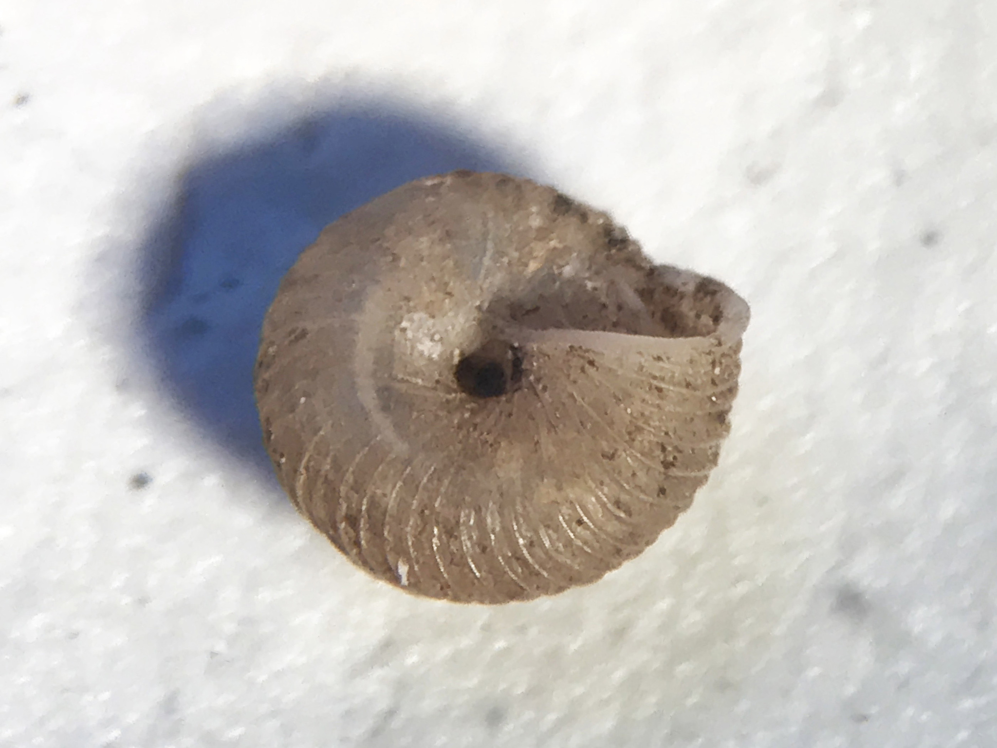 Strobilops labyrinthicus