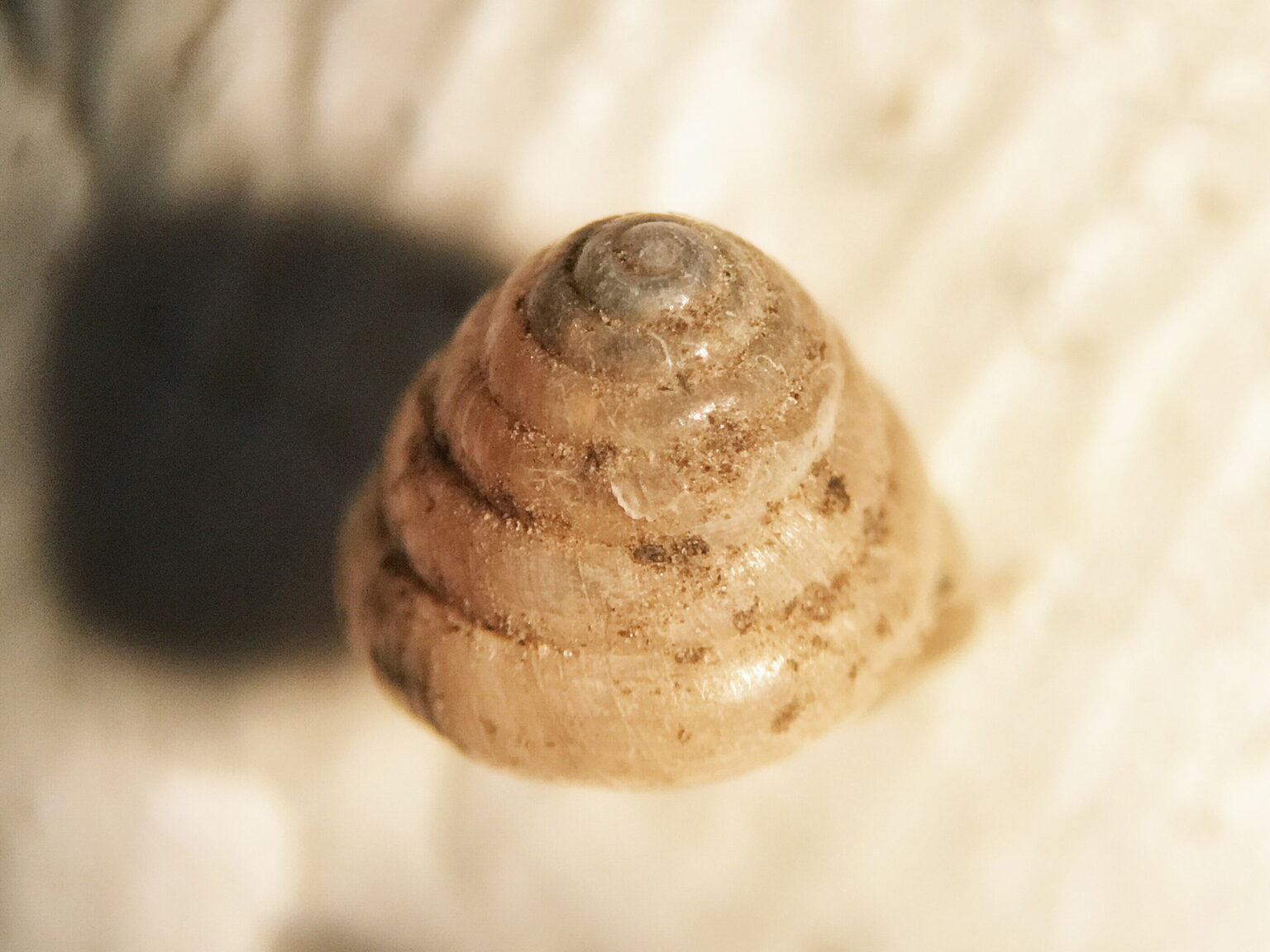 Euconulus chersinus