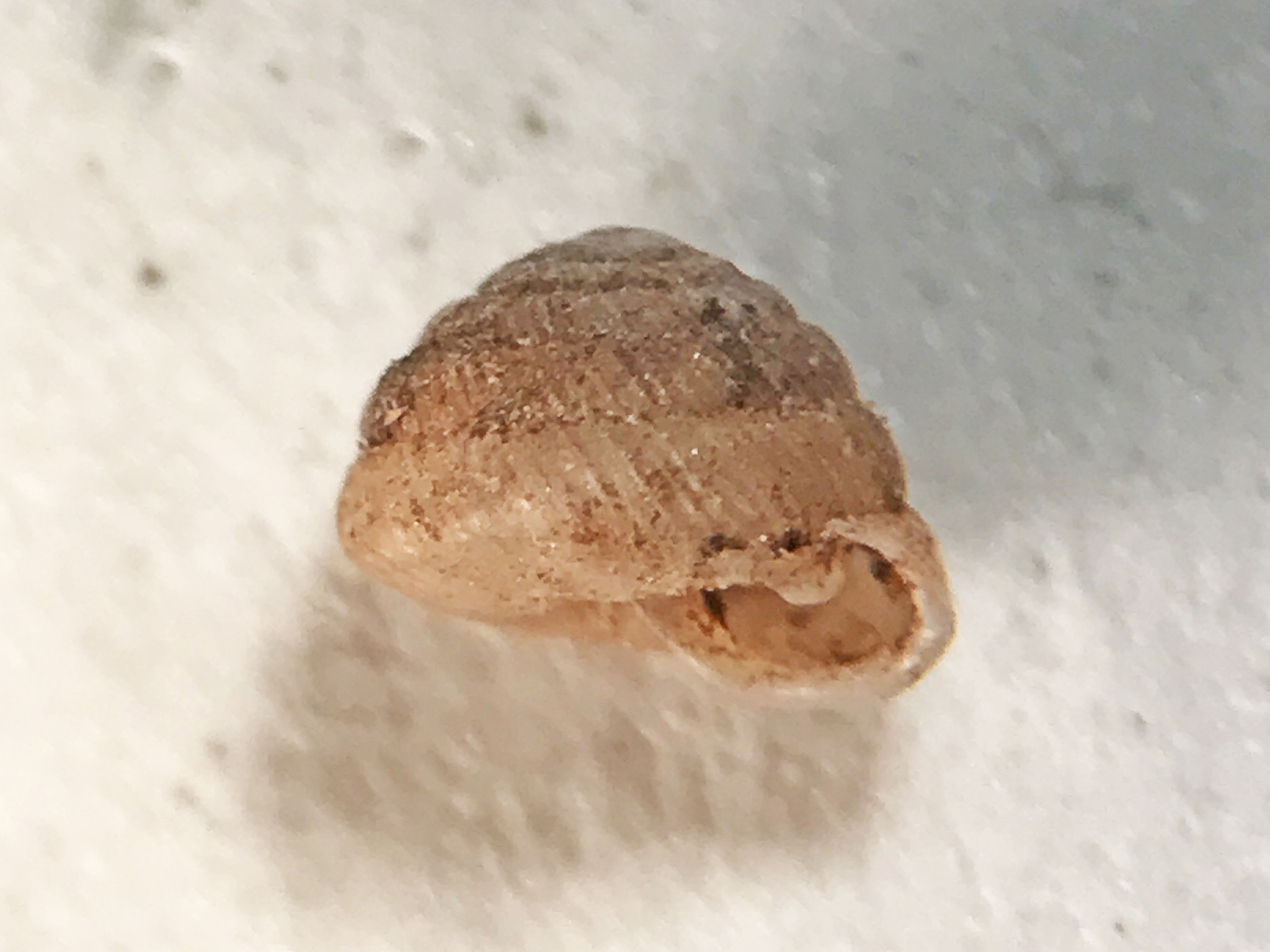 Strobilops labyrinthicus