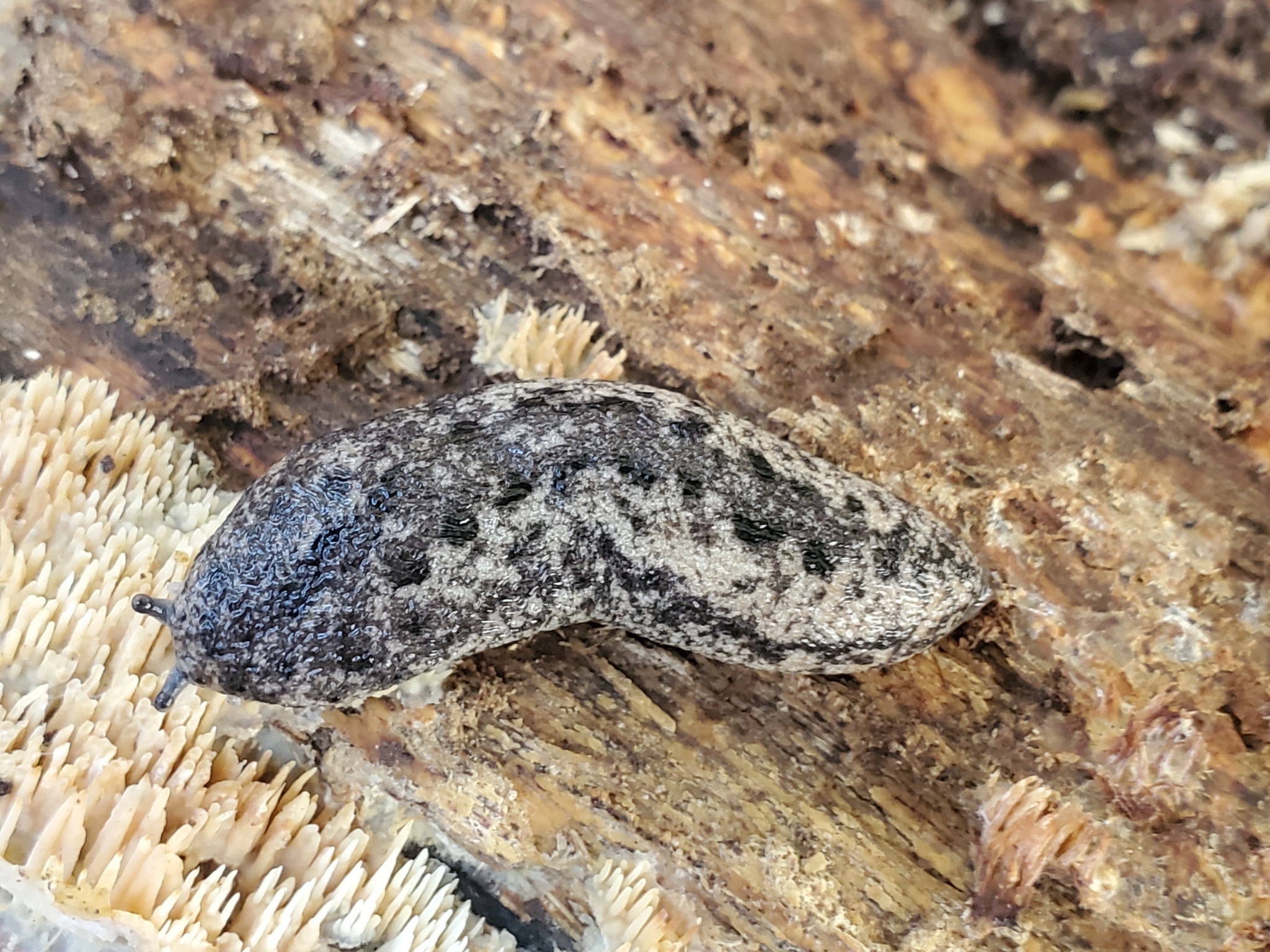 Philomycus carolinianus