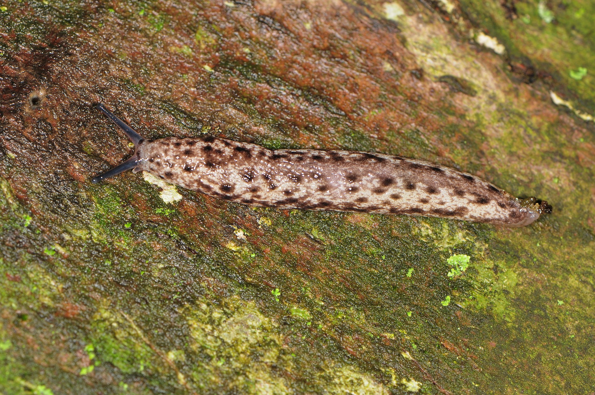 Philomycus venustus