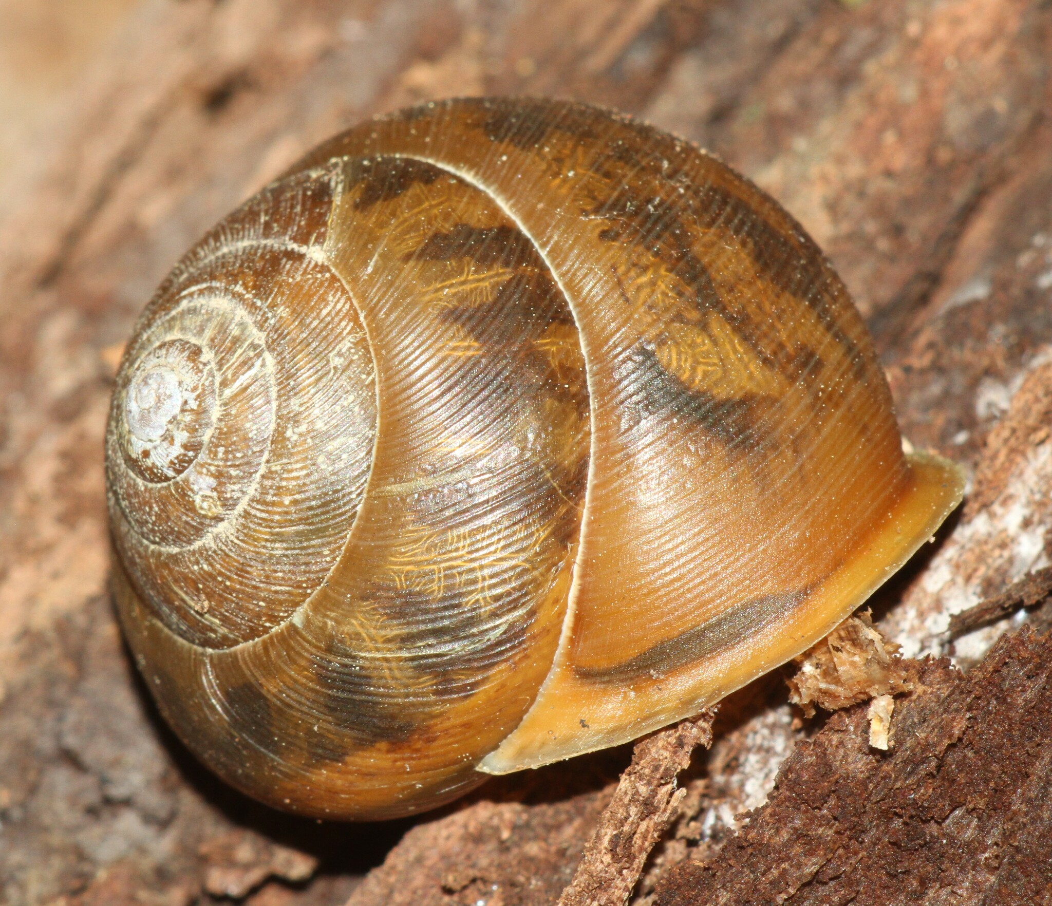Mesodon normalis