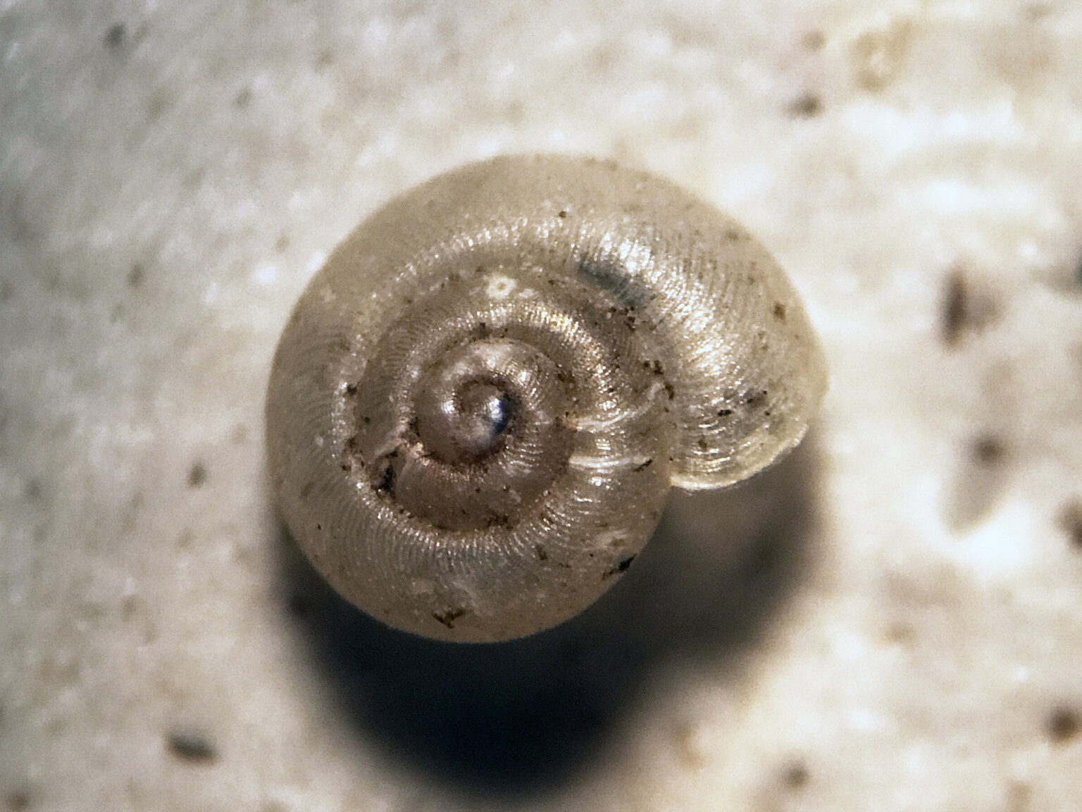 Striatura meridionalis