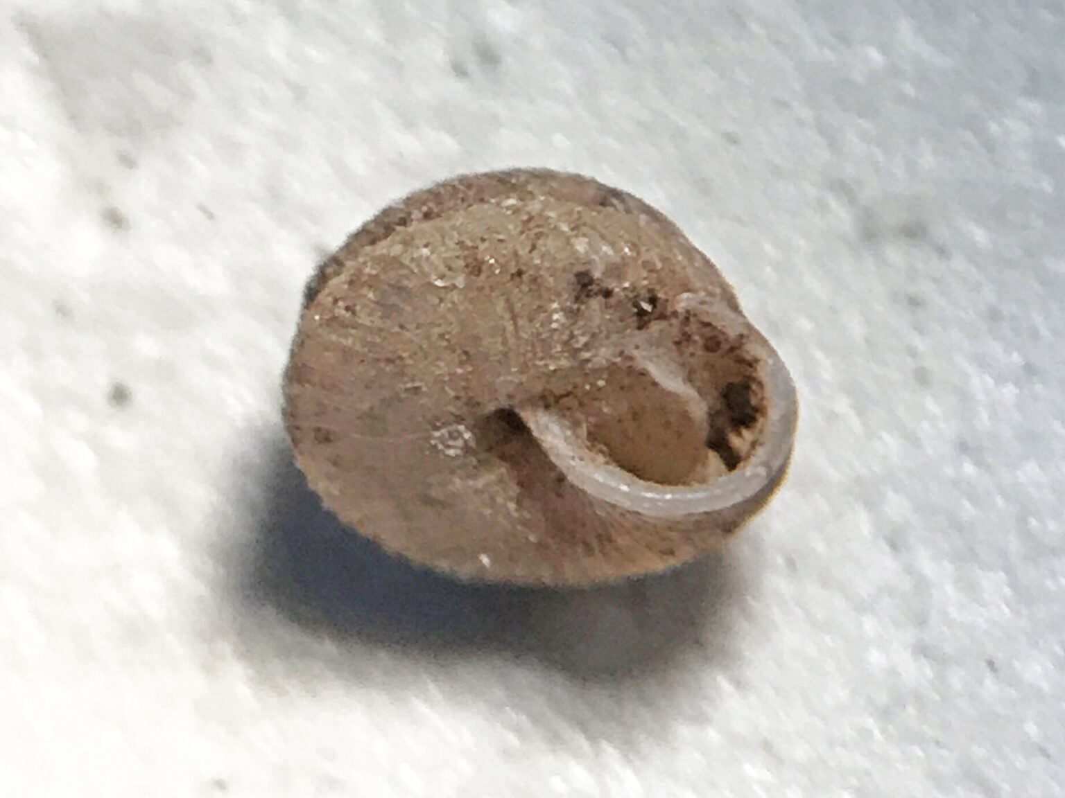 Strobilops labyrinthicus