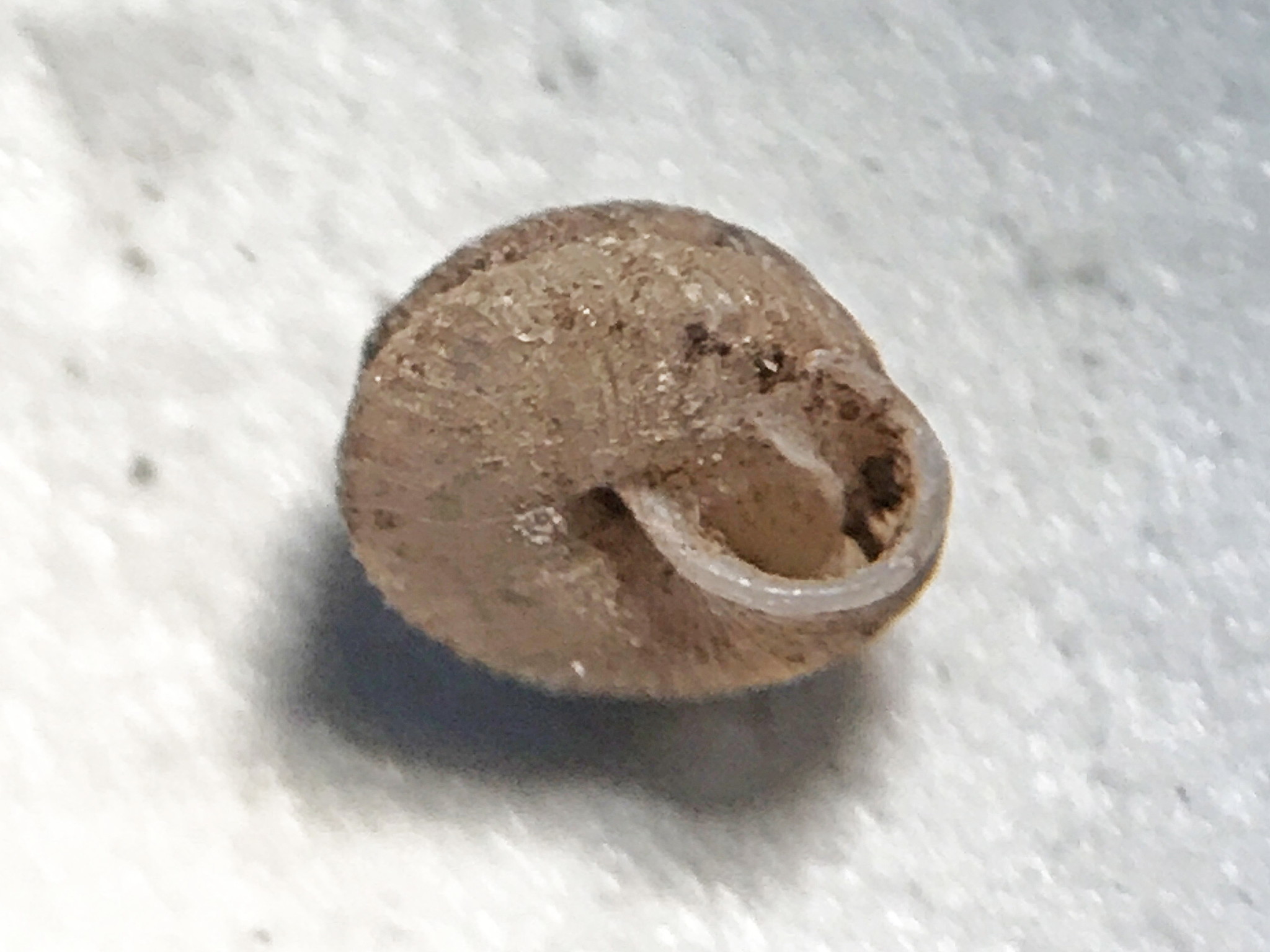 Strobilops labyrinthicus