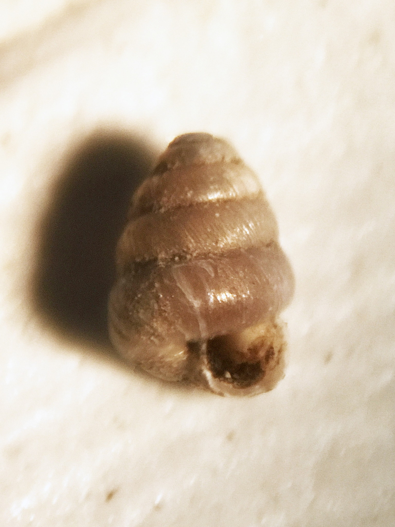Columella simplex
