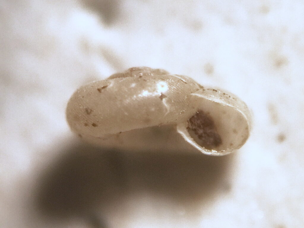 Striatura meridionalis