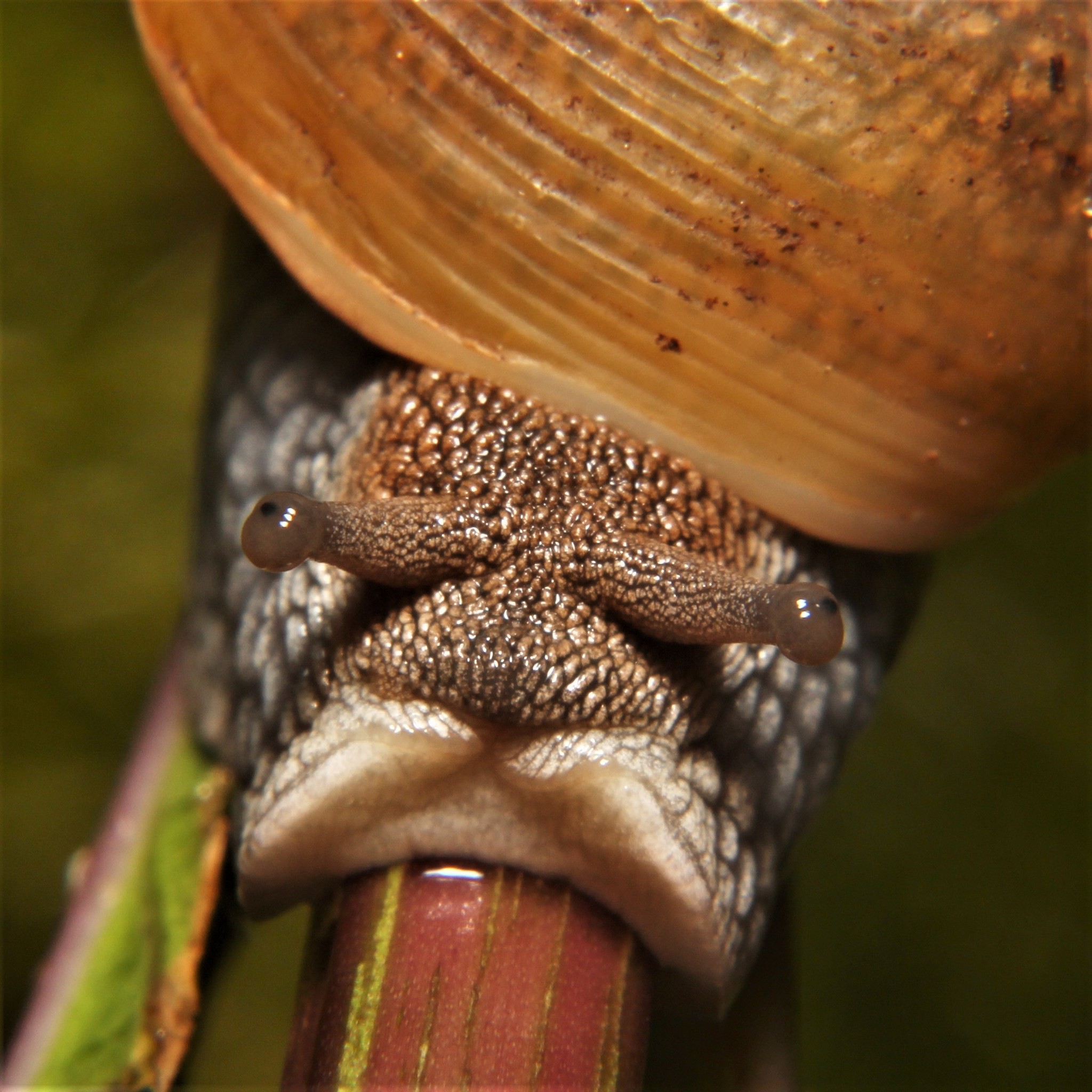 Zachrysia provisoria