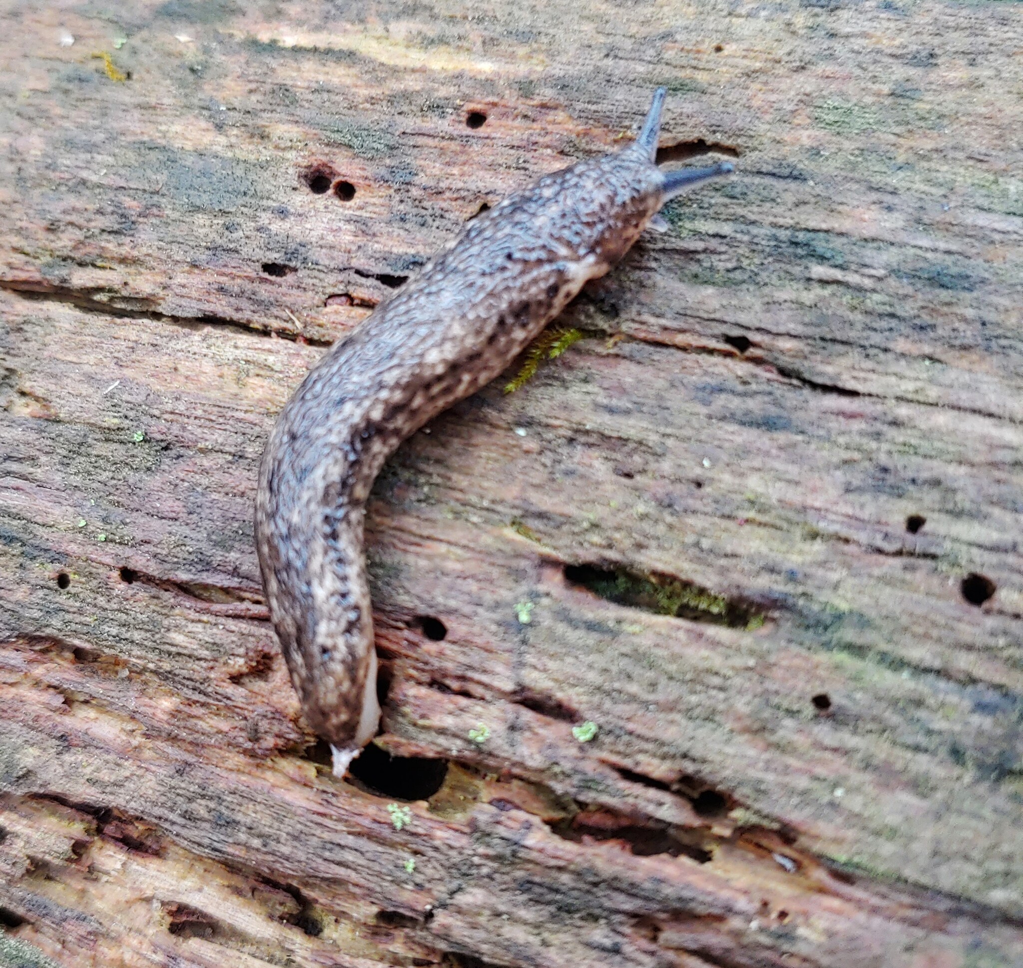 Philomycus togatus