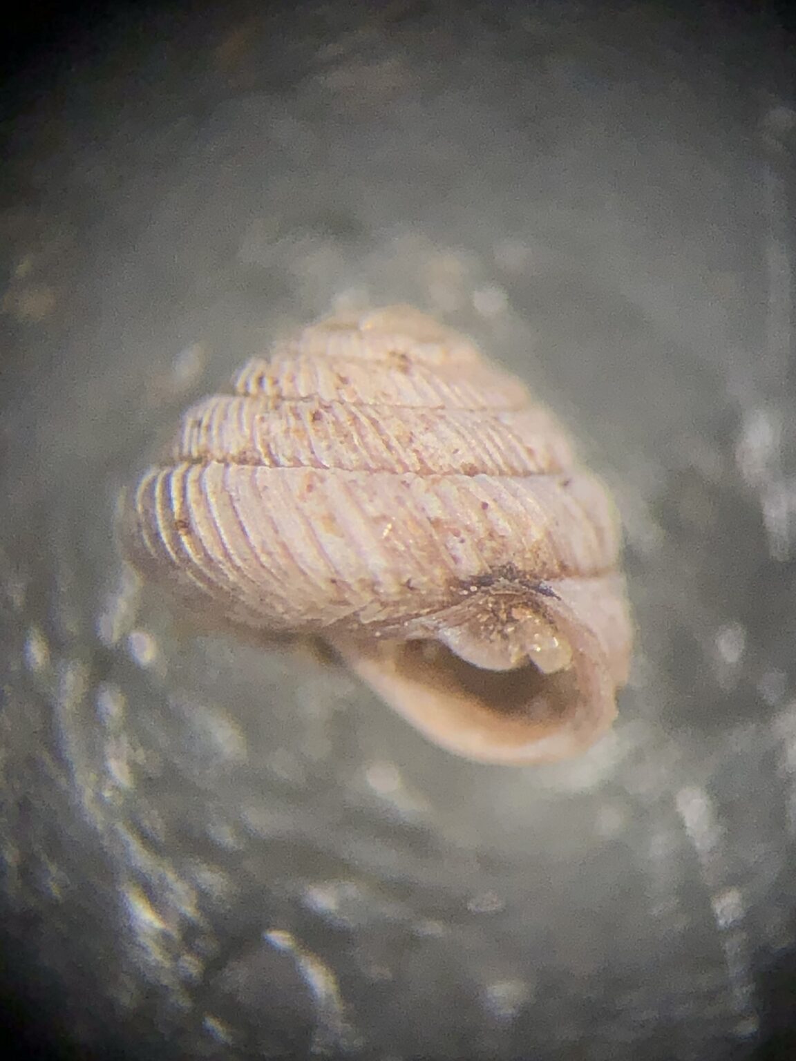 Strobilops texasianus