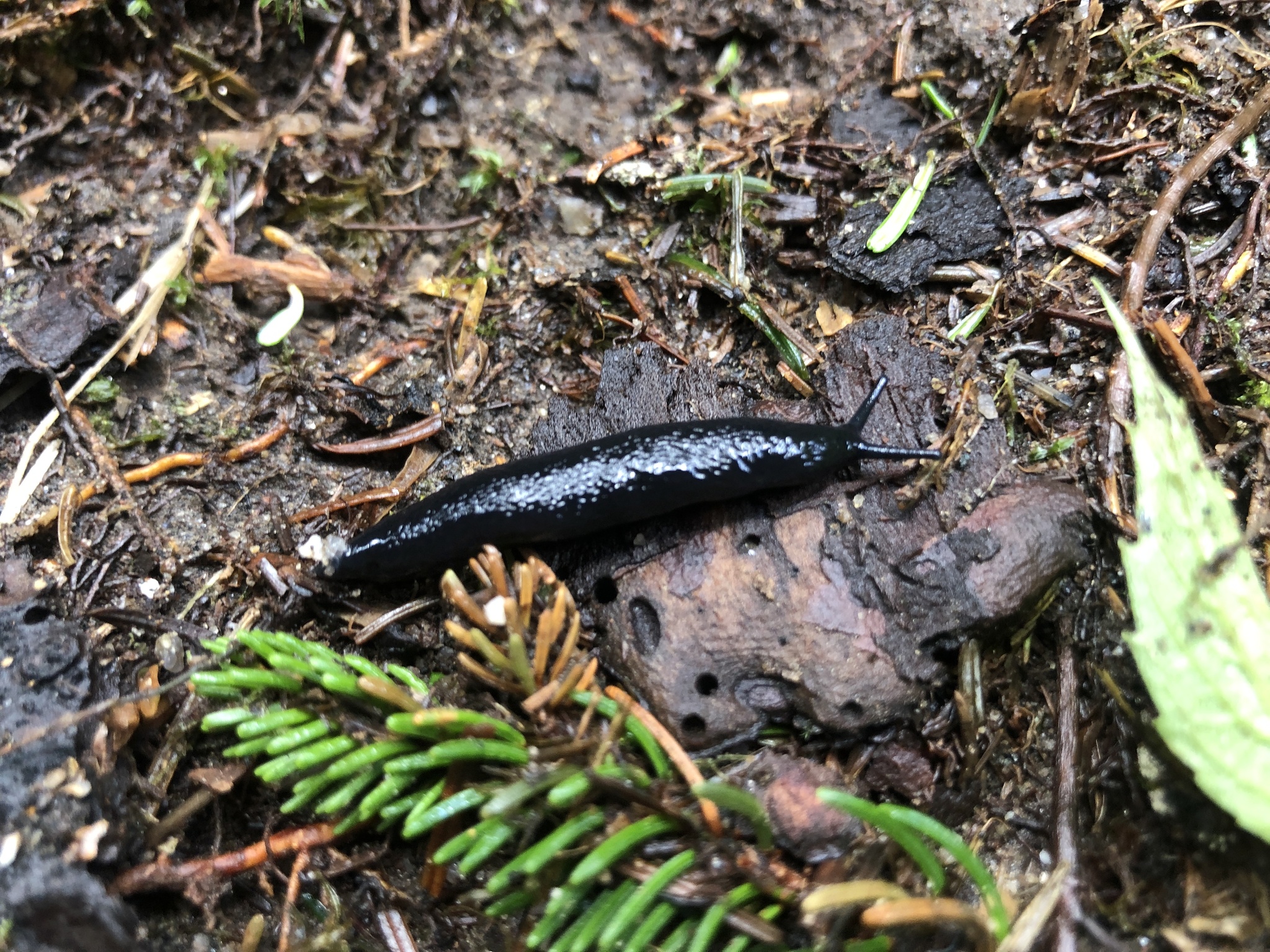 Pallifera hemphilli